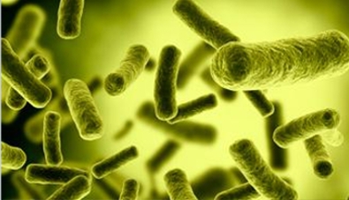 Le point sur la peste | ARS : Mayotte